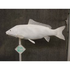Carp Replica-Common - 38"